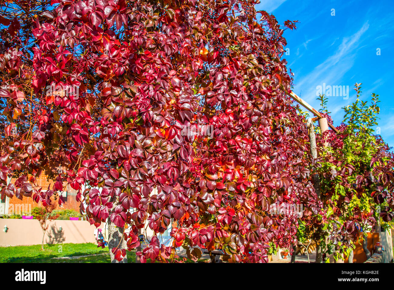 closeup of red leaves of creeper on trellis in autumn Stock Photo - Alamy