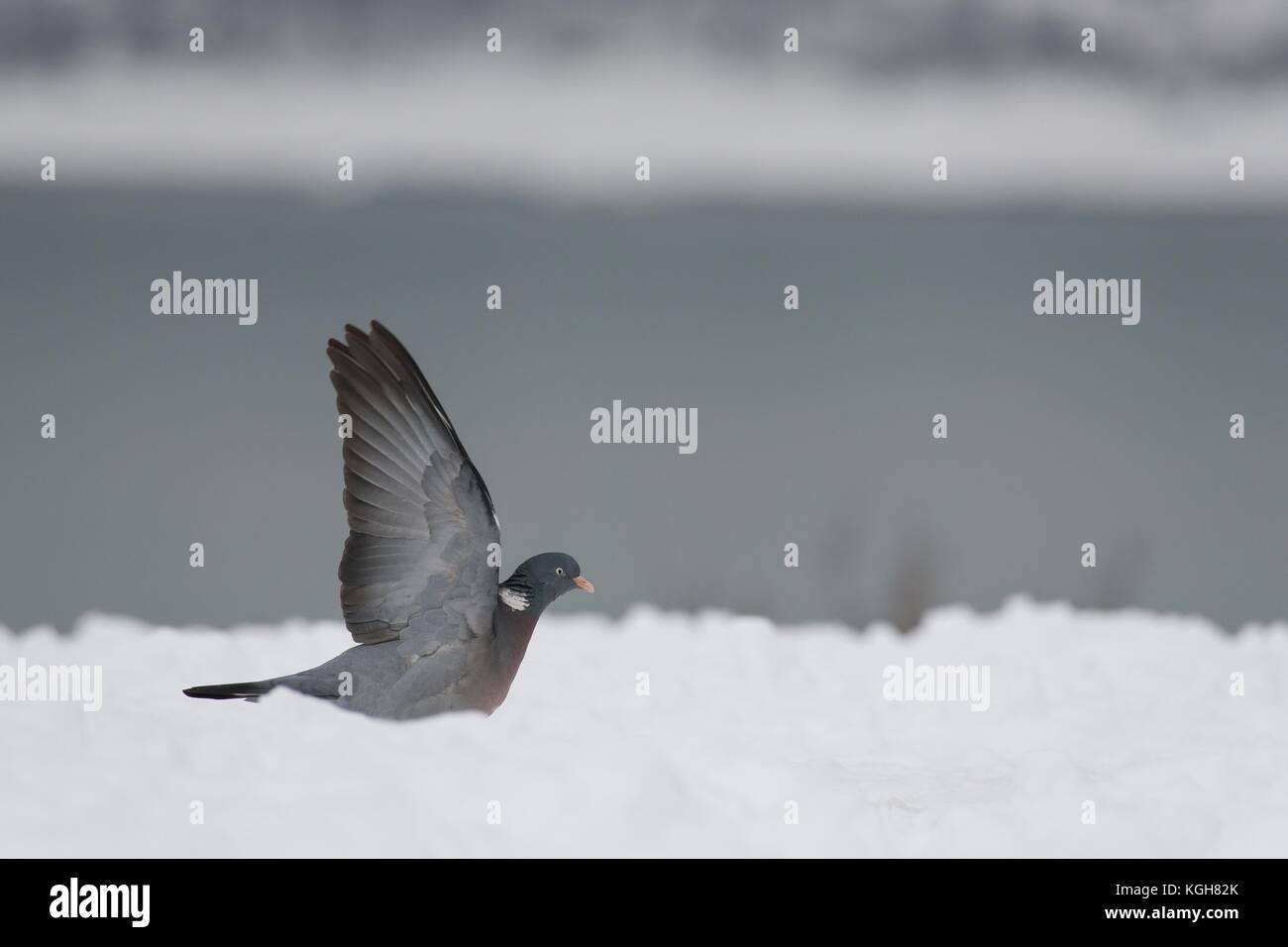 Wood pigeon fly in the winter Stock Photo - Alamy