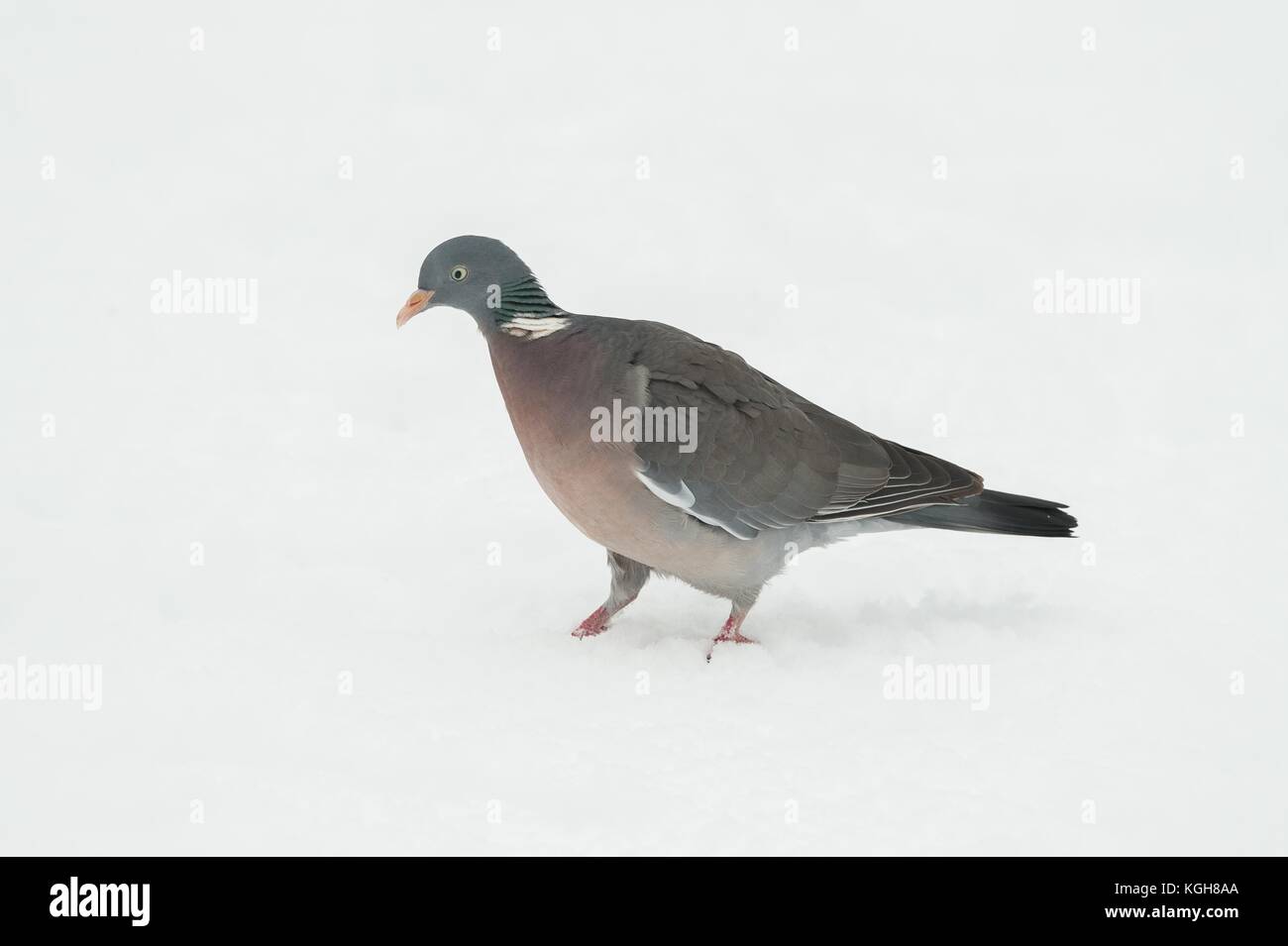 Images of wood pigeon in the winter Stock Photo - Alamy