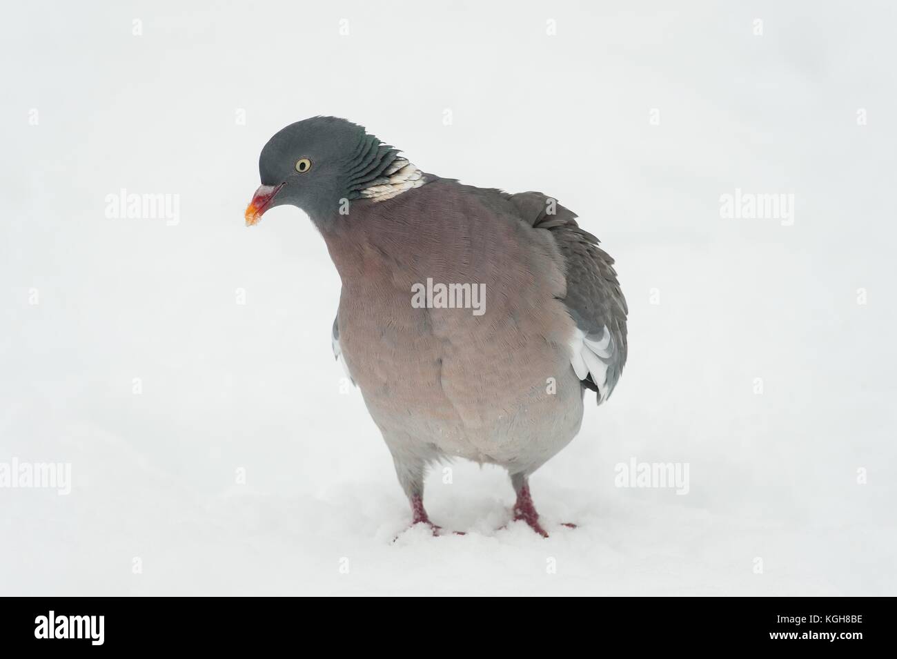 Images of wood pigeon in the winter Stock Photo - Alamy