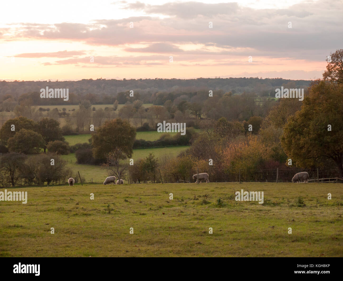 beautiful country scene fields trees horizon sky red autumn sun set ...