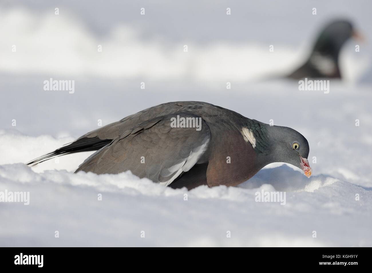 Images of wood pigeon in the winter Stock Photo - Alamy