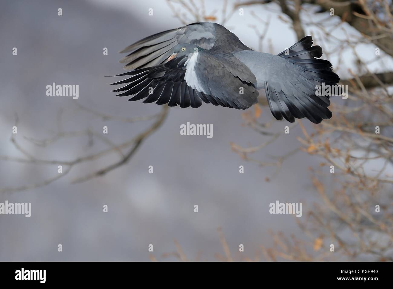 Wood pigeon take off from a tree hi-res stock photography and images ...