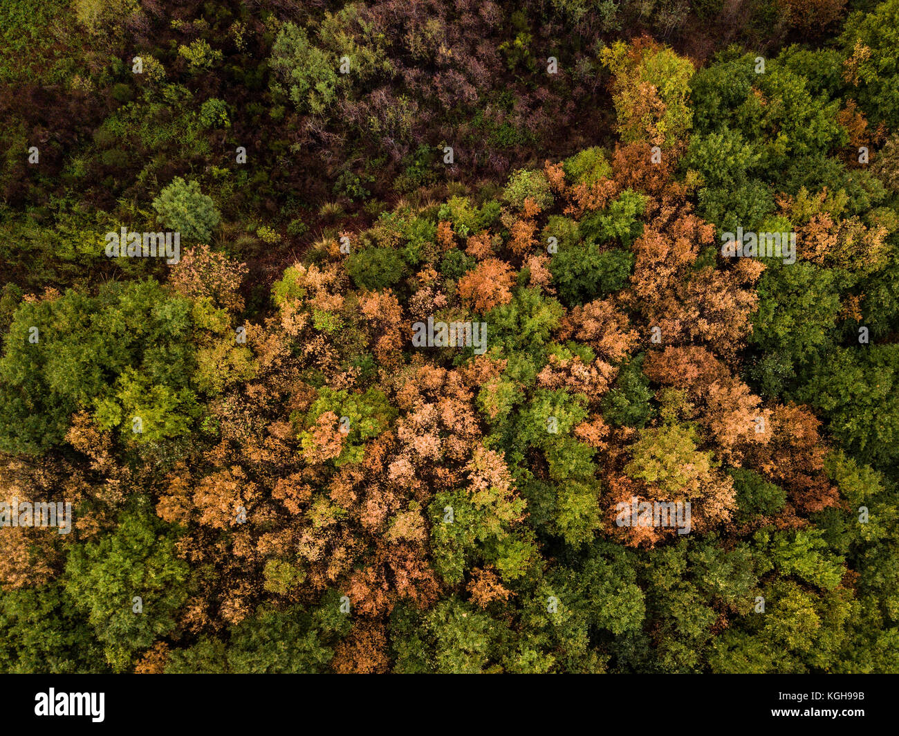 Aerial view of the Italian wild forest with tall and colorful trees at ...