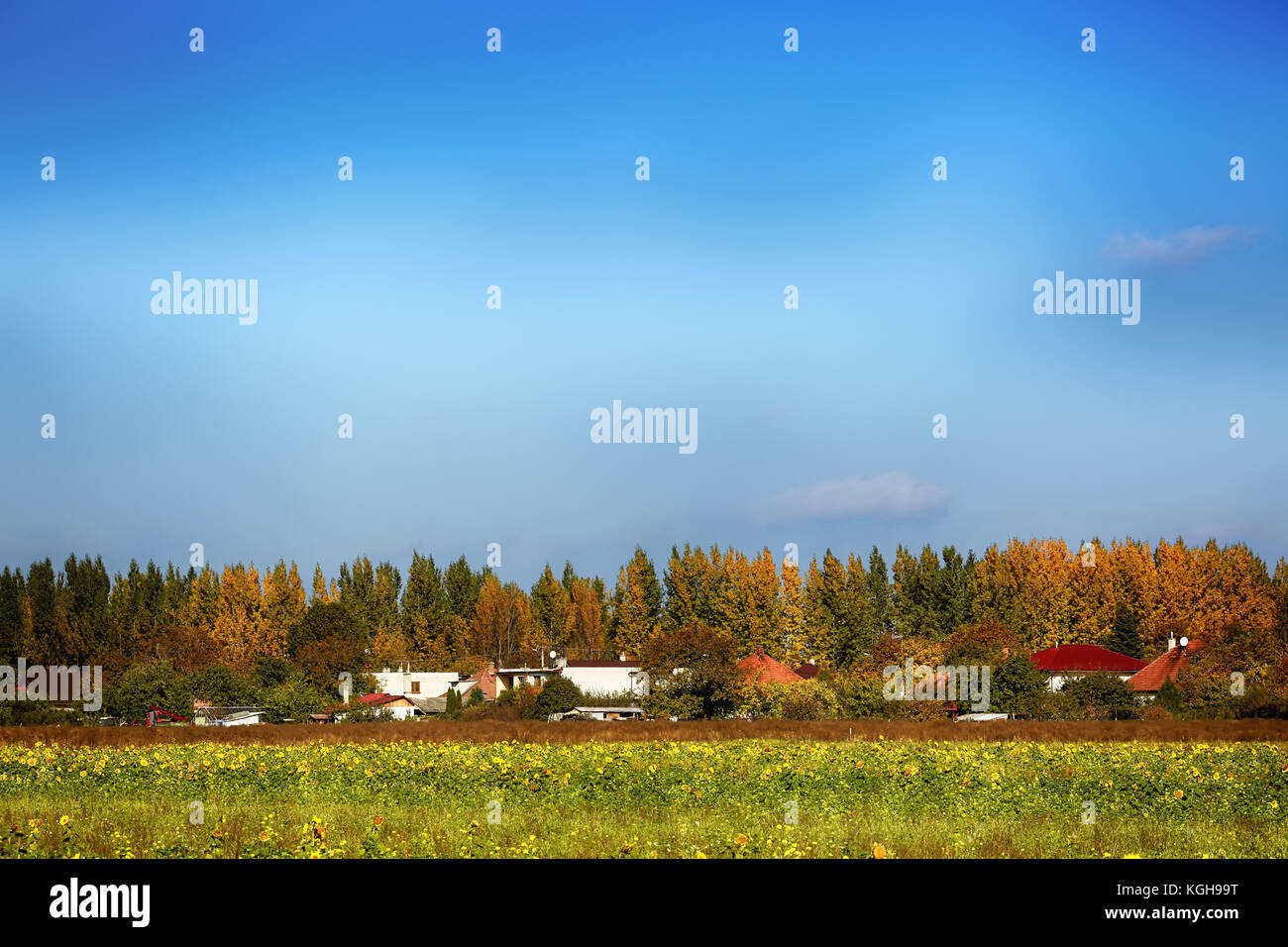 in the barn, autumn field and trees Stock Photo - Alamy