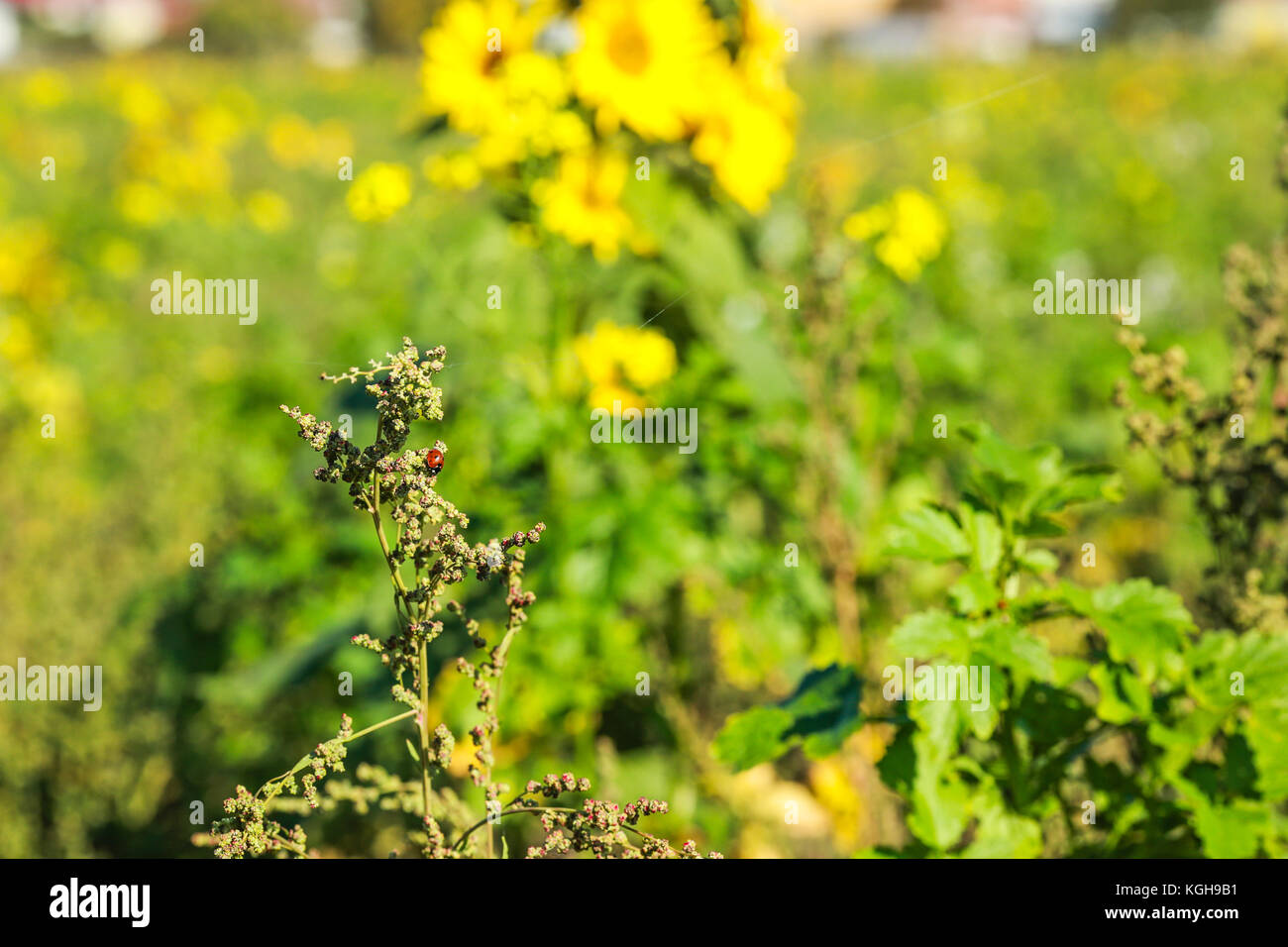 Colorful photo of ladybird and field weed Stock Photo - Alamy
