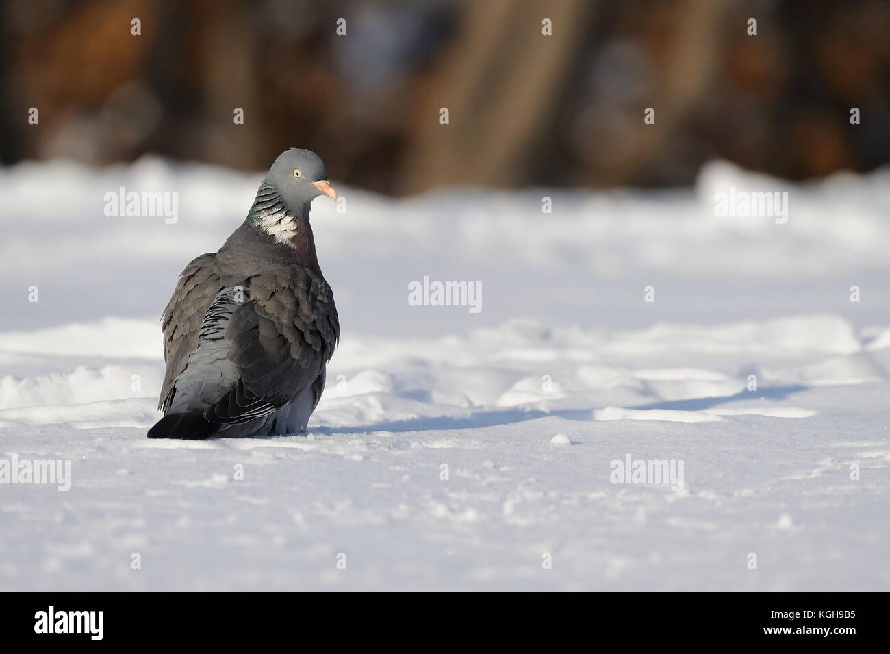 Images of wood pigeon in the winter Stock Photo - Alamy