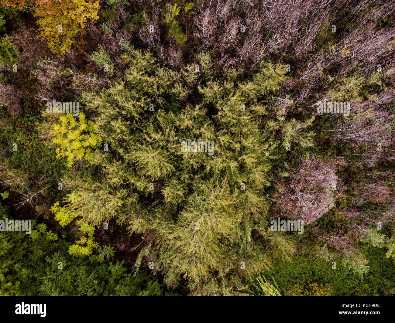Aerial view of the Italian wild forest with tall and colorful trees at ...