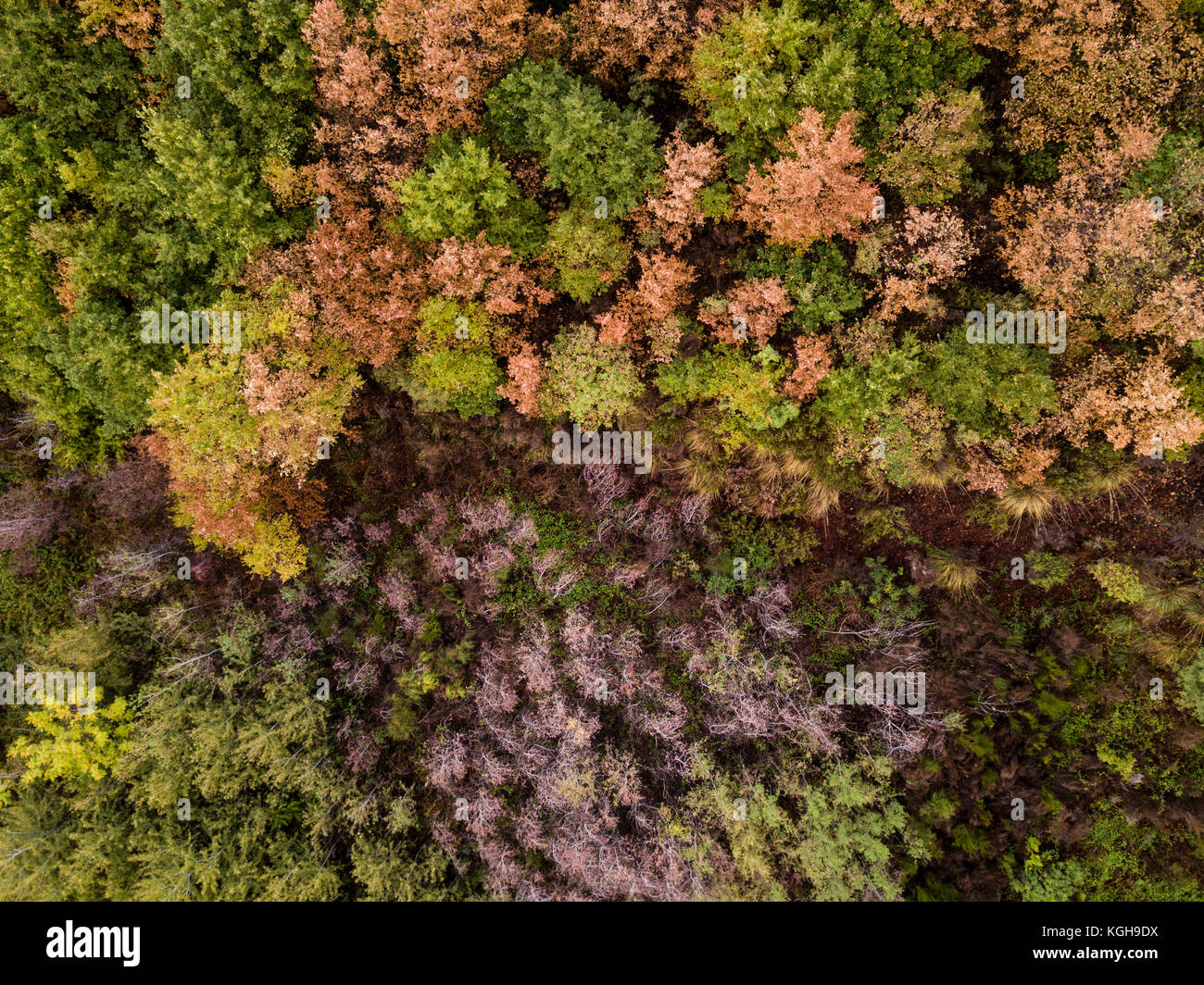 Aerial view of the Italian wild forest with tall and colorful trees at ...