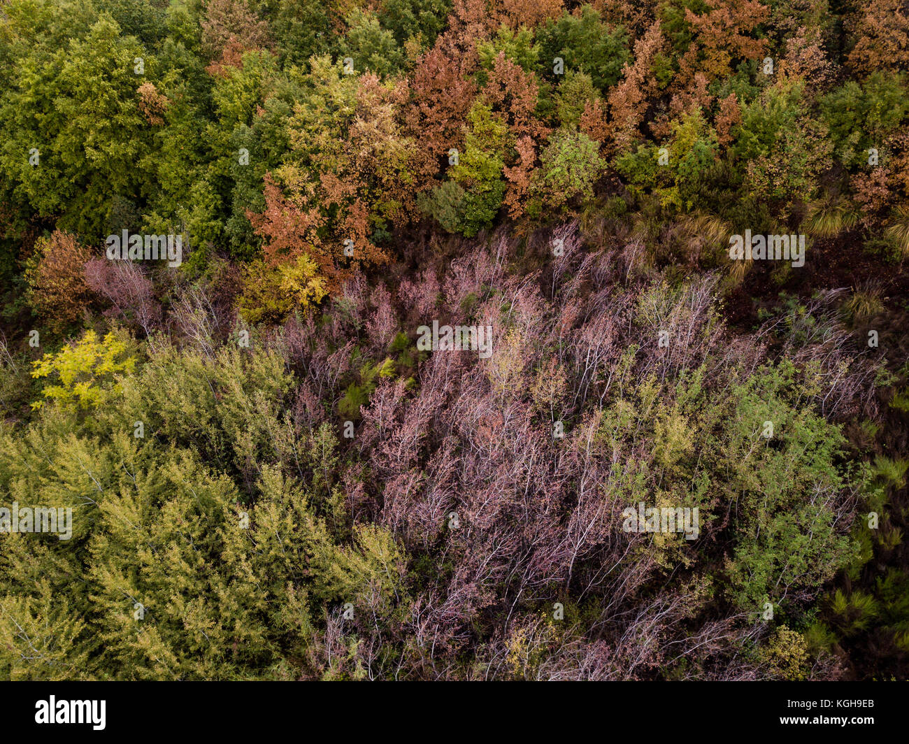 Aerial view of the Italian wild forest with tall and colorful trees at ...