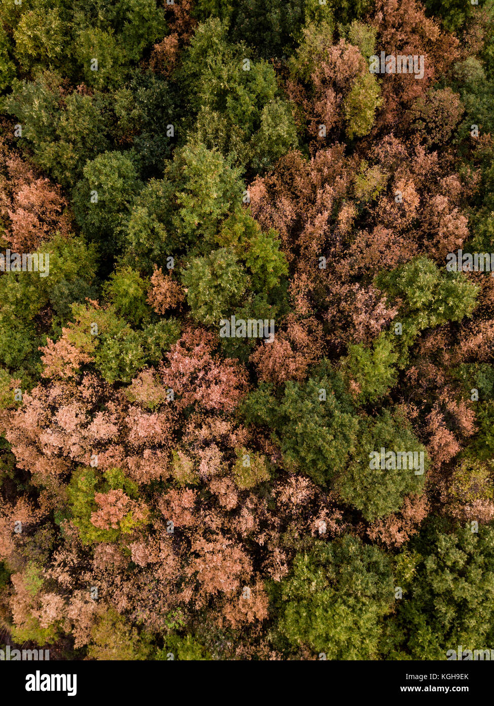 Aerial view of the Italian wild forest with tall and colorful trees at ...