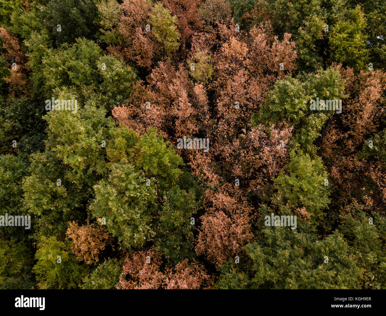 Aerial view of the Italian wild forest with tall and colorful trees at ...