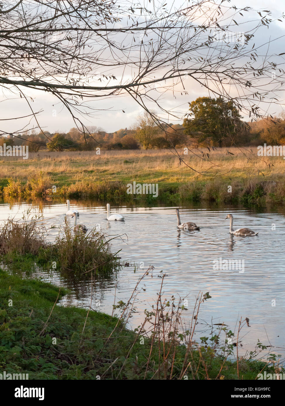 beautiful group of swans and cyngets swimming down river Dedham nature ...