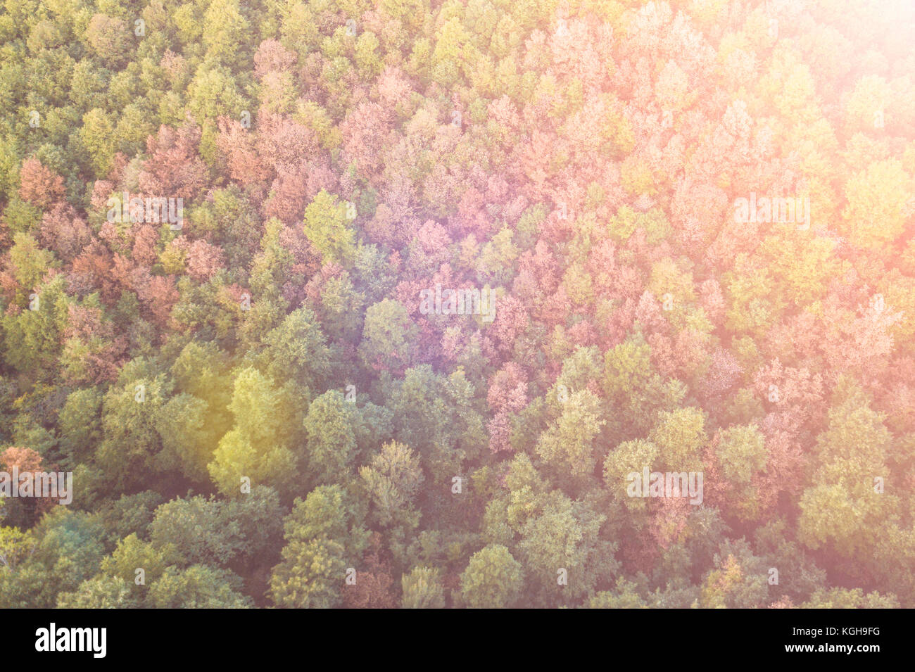 Aerial view of the Italian wild forest with tall and colorful trees at ...