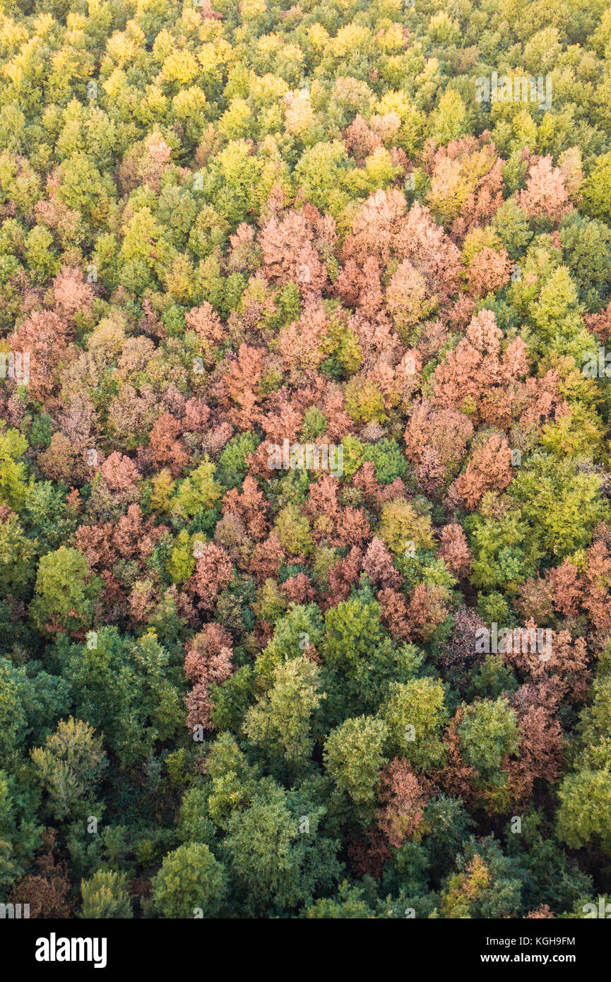 Aerial view of the Italian wild forest with tall and colorful trees at ...
