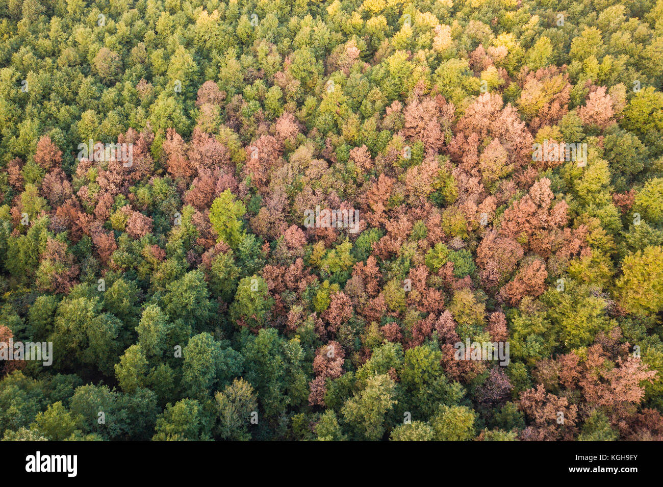 Aerial view of the Italian wild forest with tall and colorful trees at ...