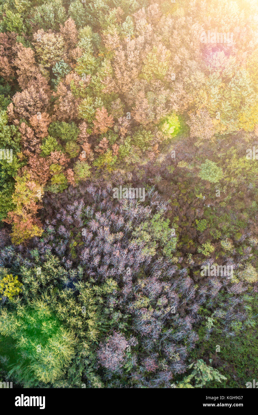 Aerial view of the Italian wild forest with tall and colorful trees at ...