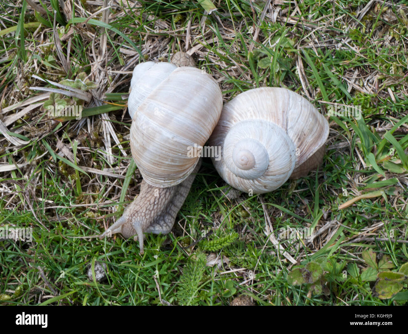 Protected species hi-res stock photography and images - Alamy