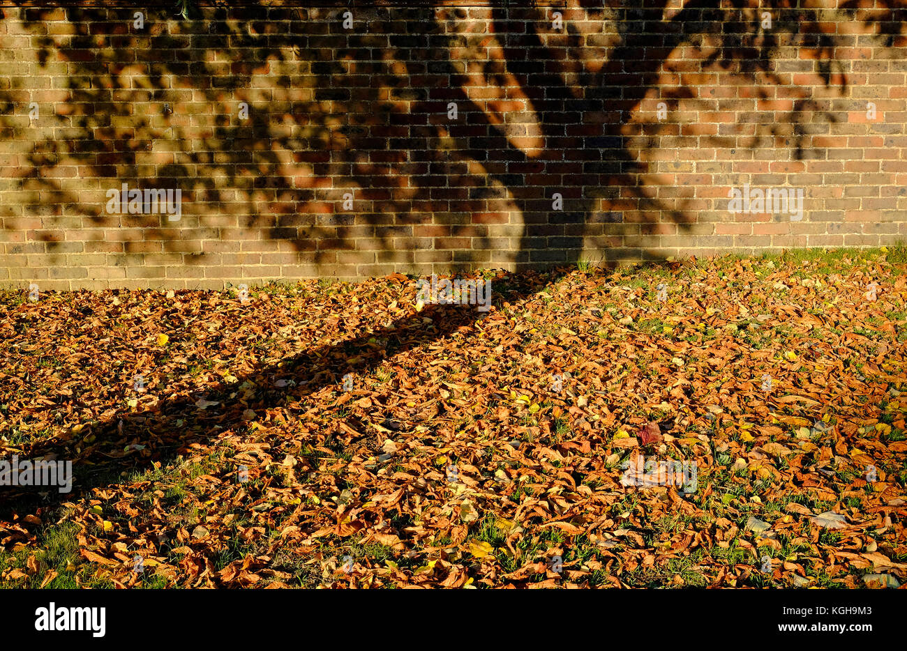 Shadows of leaves on tree trunk hi-res stock photography and images - Alamy