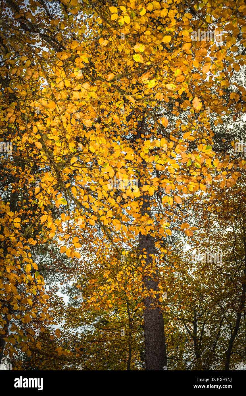 Autumn Beech Trees in the Highlands of Scotland Stock Photo - Alamy