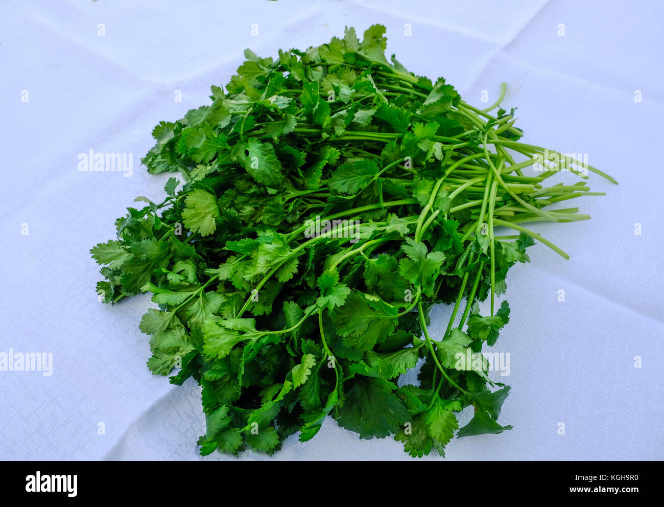 Bunch of Coriander herb with vibrant green foliage, on a white ...