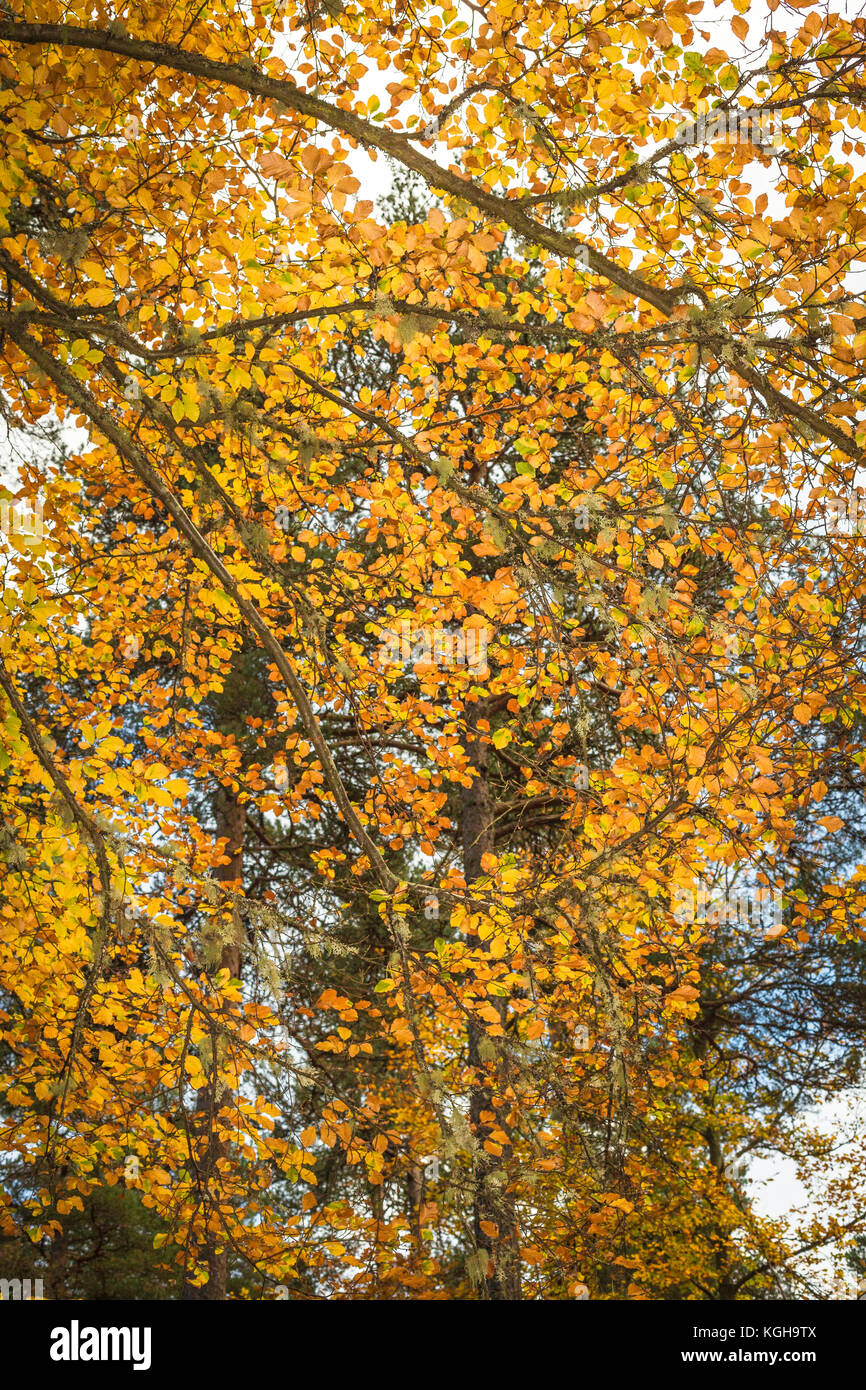 Autumn Beech Trees in the Highlands of Scotland Stock Photo - Alamy
