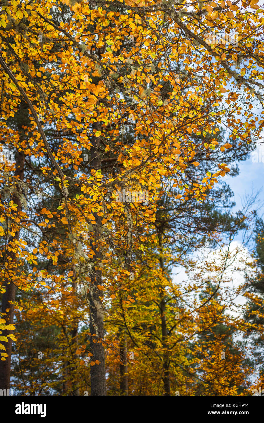Autumn Beech Trees in the Highlands of Scotland Stock Photo - Alamy