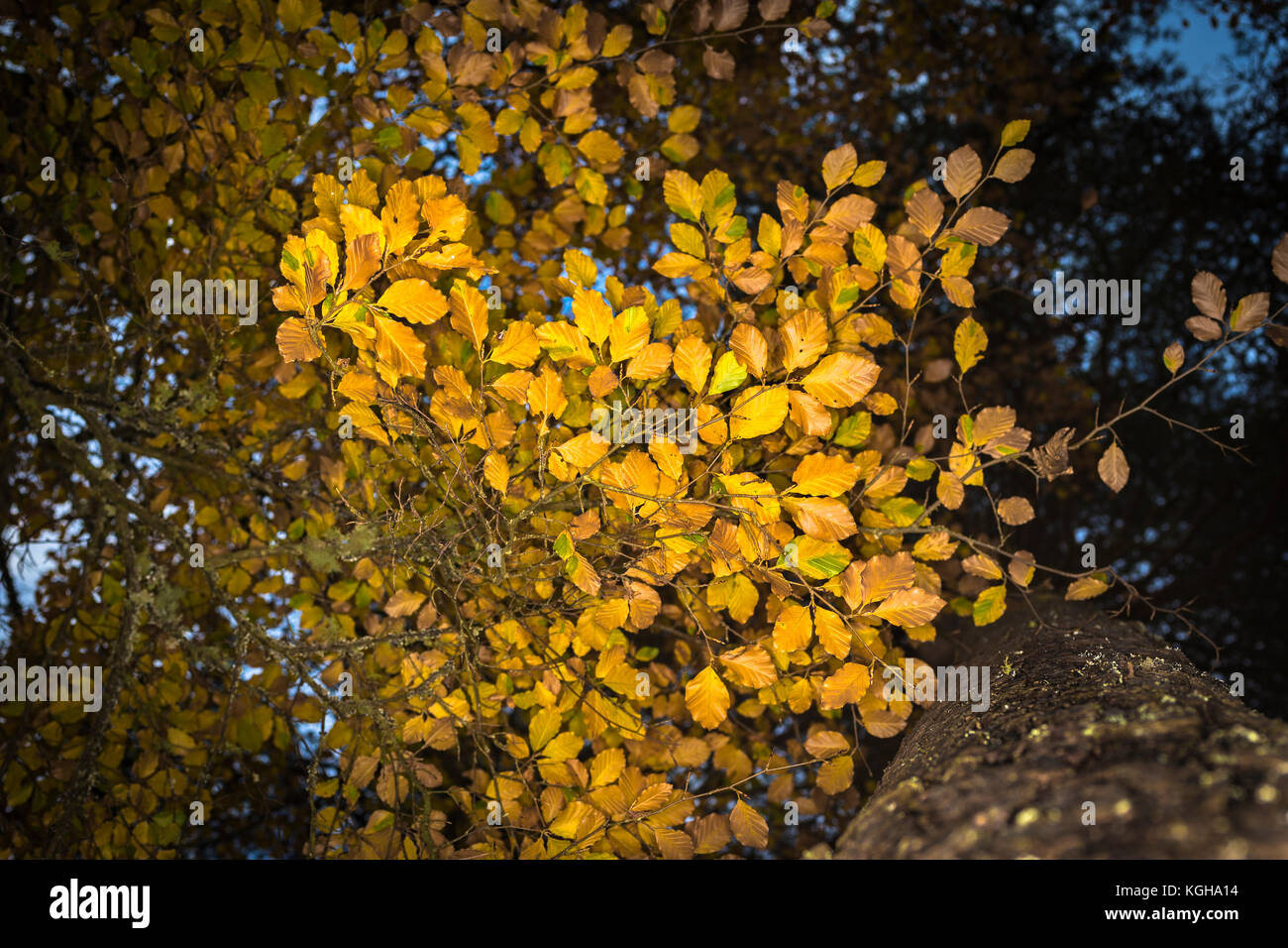 Autumn Beech Trees in the Highlands of Scotland Stock Photo - Alamy