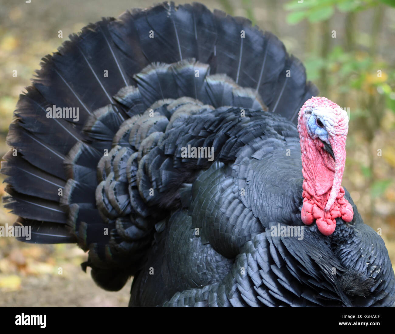 Turkey wattle hi-res stock photography and images - Alamy