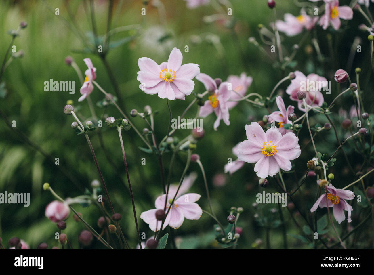 Pink flowers at Nymphenburg Botanical Garden, Munich, Bavaria, Germany ...