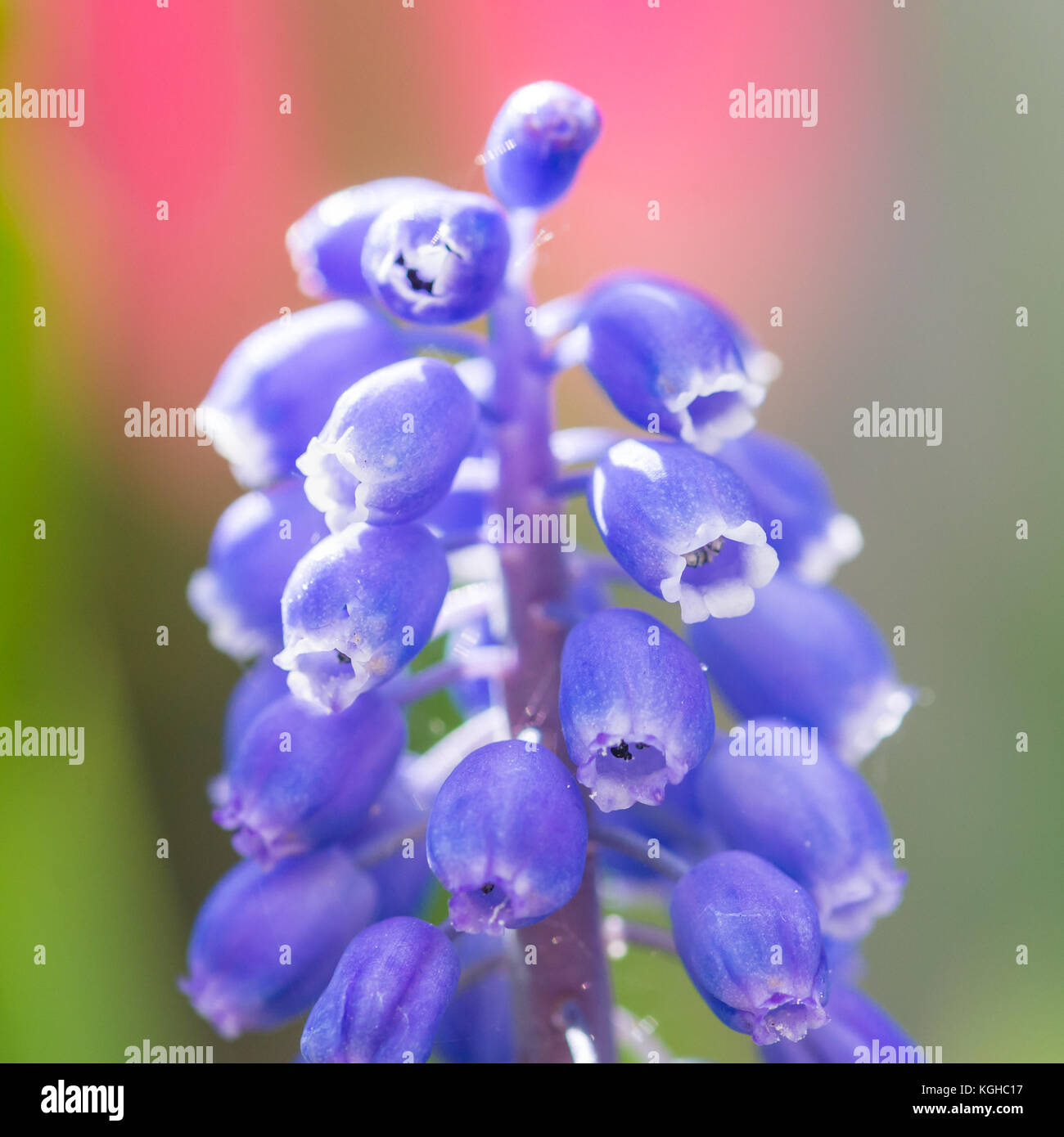 A macro shot of the small florets of a muscari bloom Stock Photo - Alamy