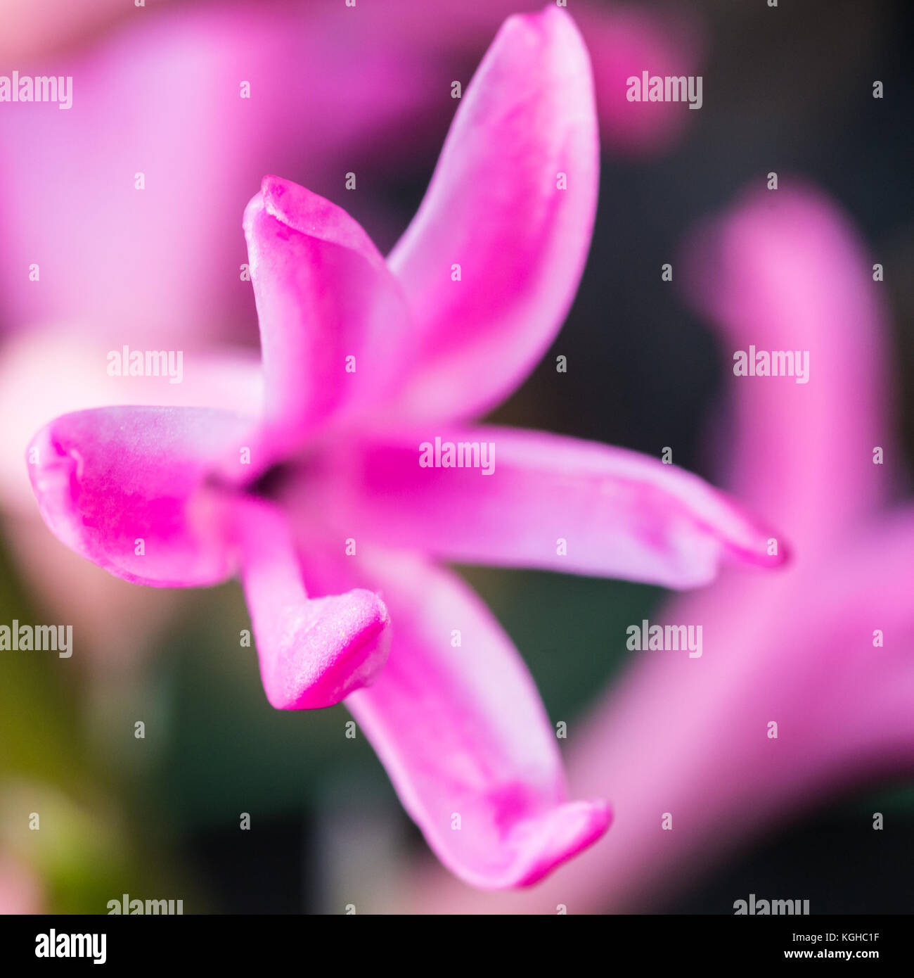 Pink hyacinth flower hi-res stock photography and images - Alamy