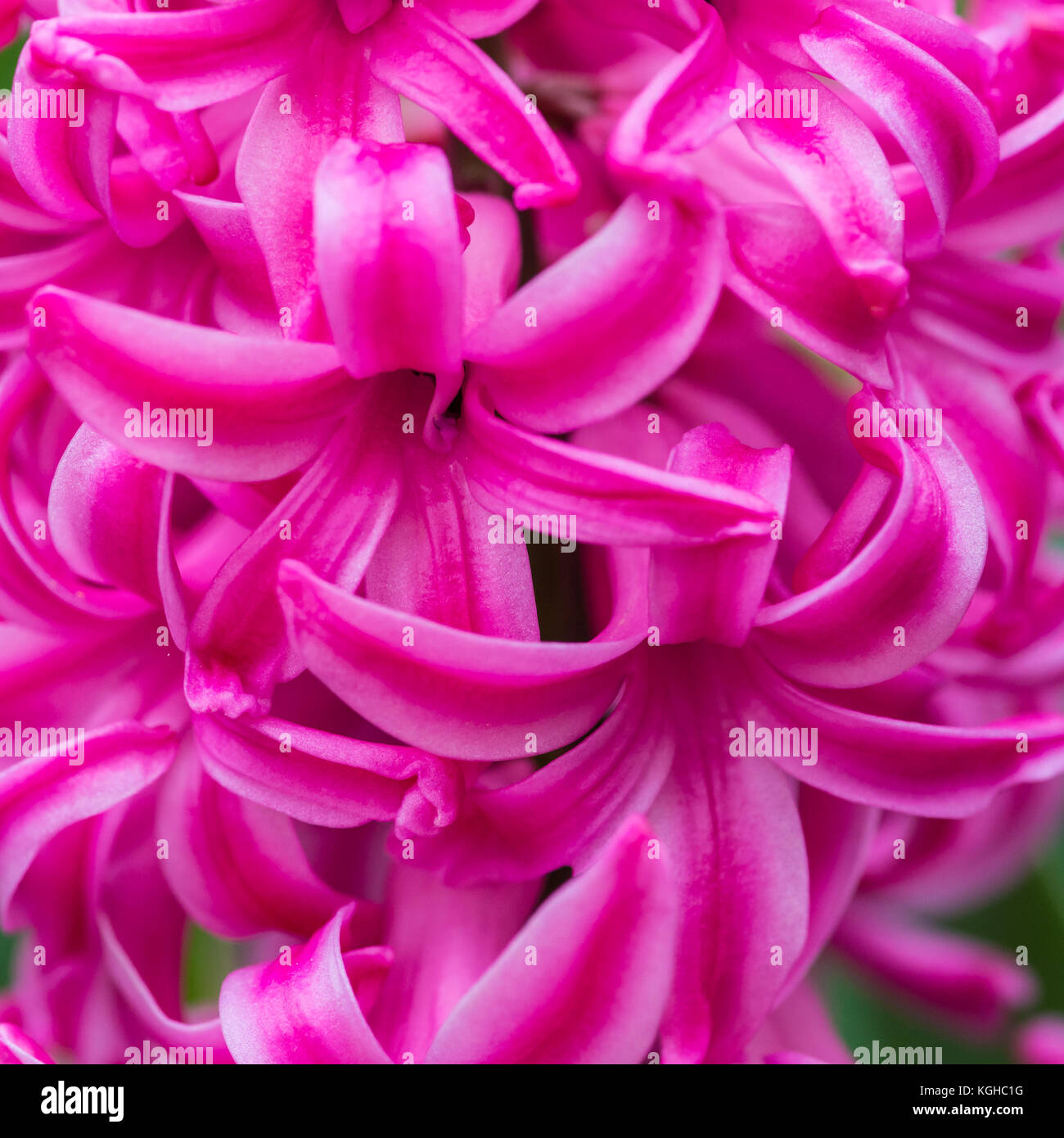 A macro shot of a pink hyacinth plant in full bloom Stock Photo - Alamy