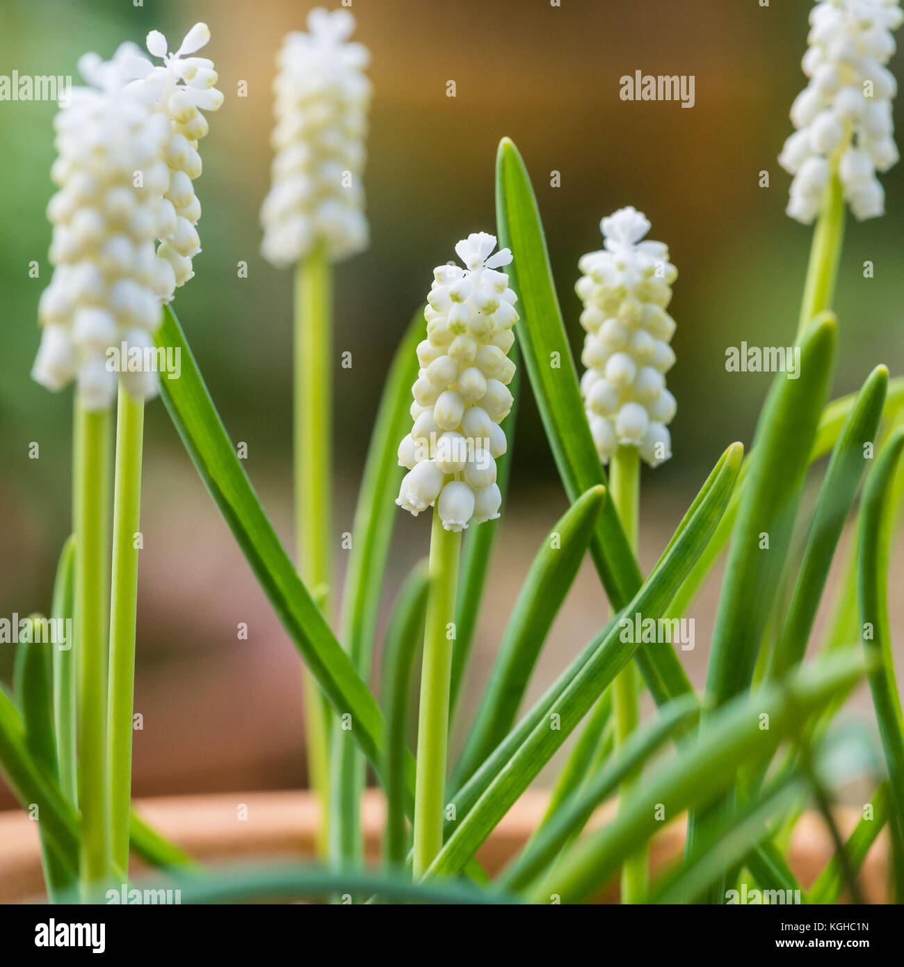 Grape Hyacinth Album High Resolution Stock Photography and Images - Alamy