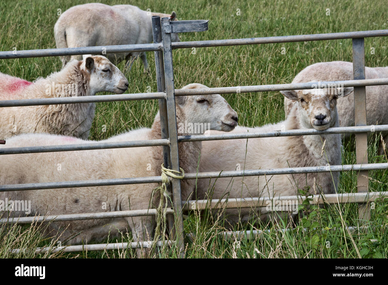 Livestock gate hi-res stock photography and images - Alamy