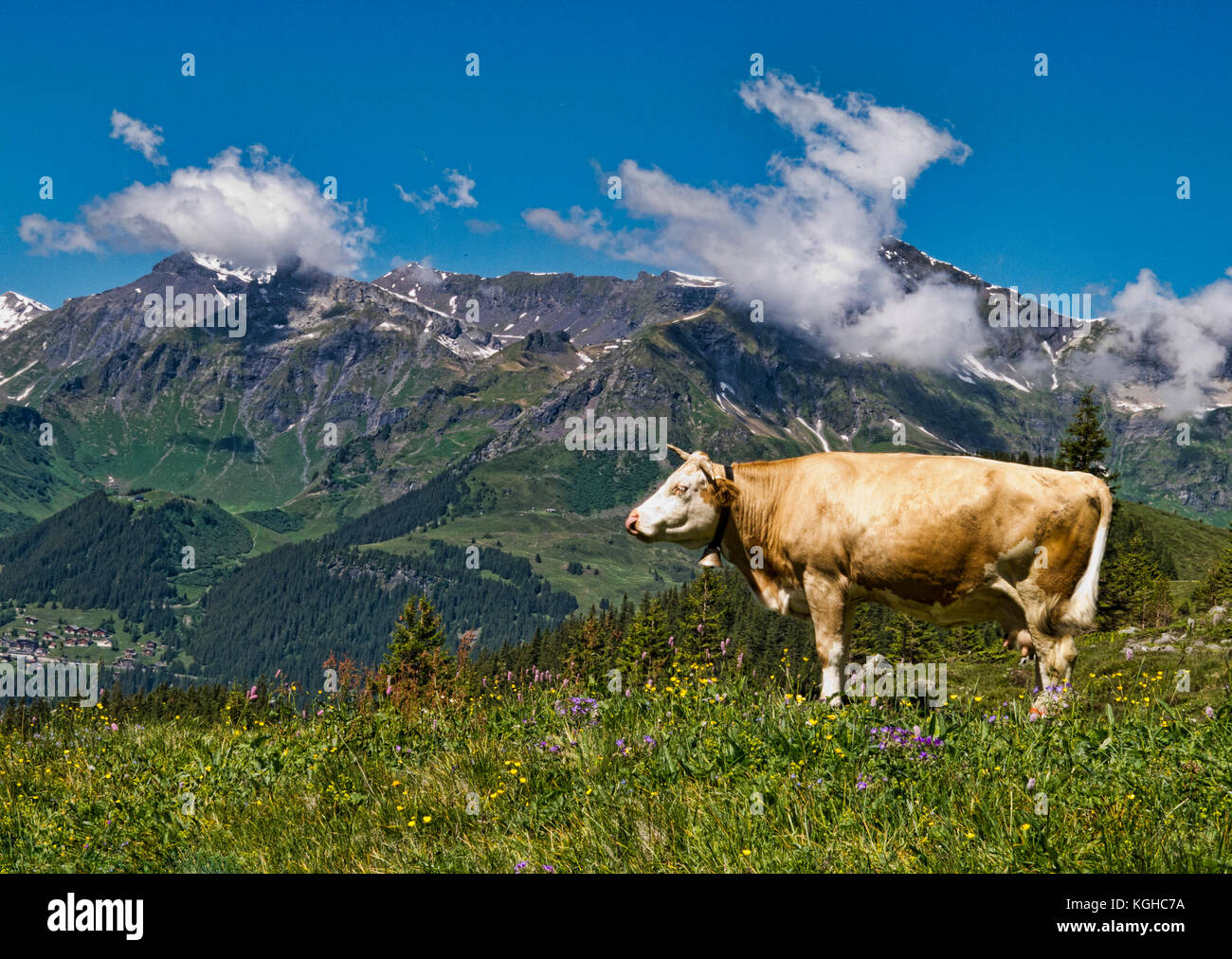 Swiss alpine landscape showing a cow against an alpine mountain ...
