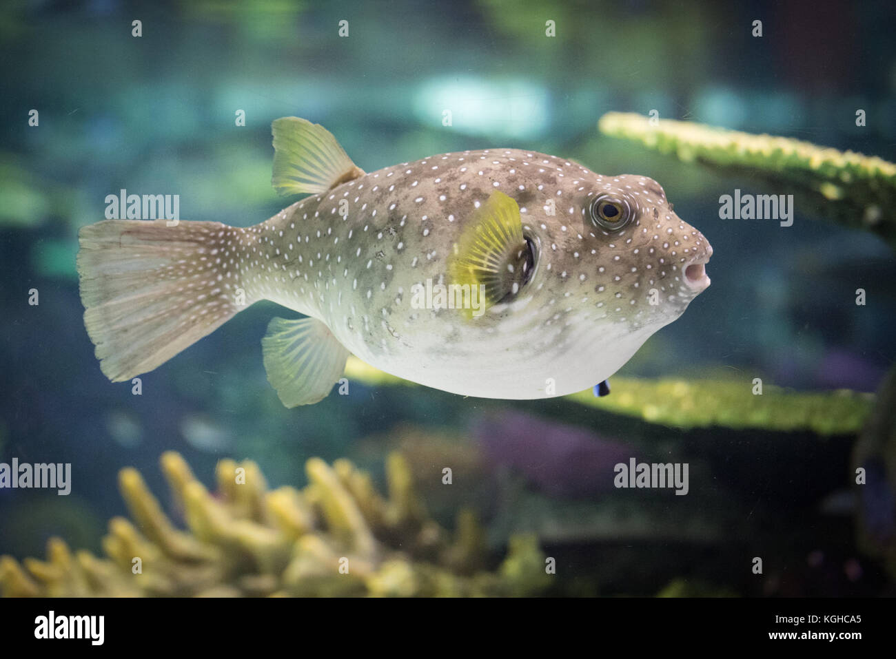 Live fish in box hi-res stock photography and images - Alamy