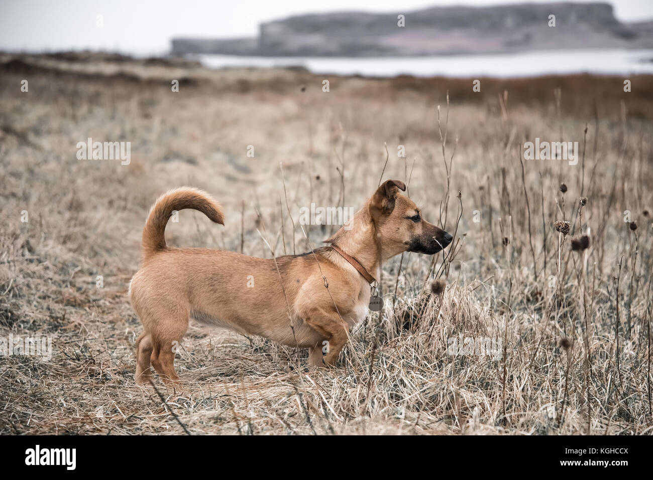 Cute ginger puppy running and playing on a meadow Stock Photo - Alamy