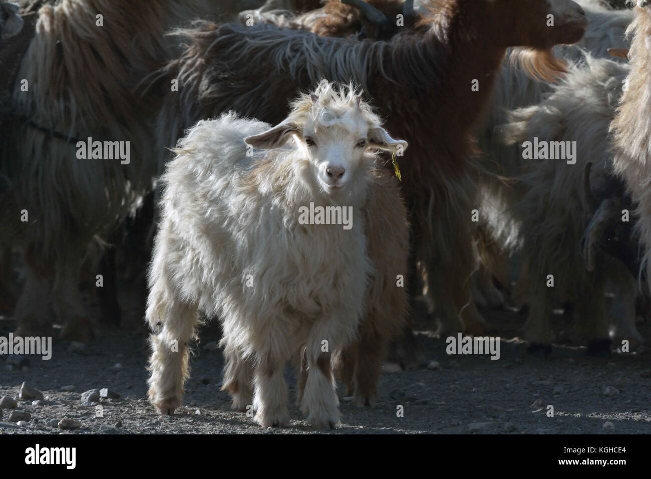 Small white goat with curly furry wool stands, in the background a herd ...