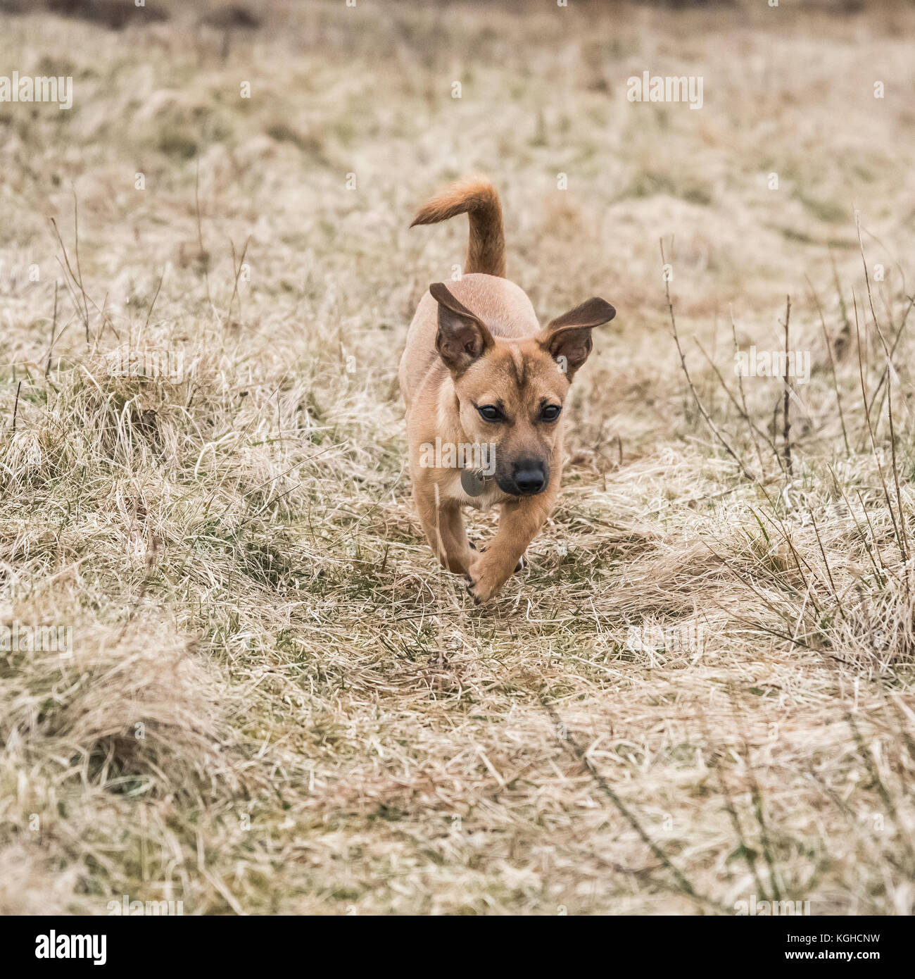 Cute ginger puppy running and playing on a meadow Stock Photo - Alamy