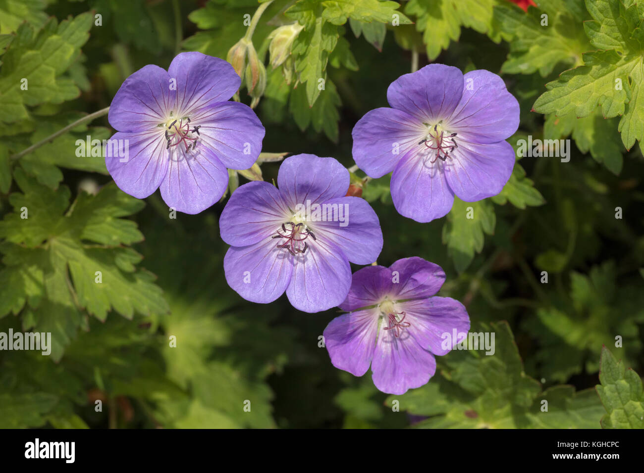 Geranium rozanne hi-res stock photography and images - Alamy