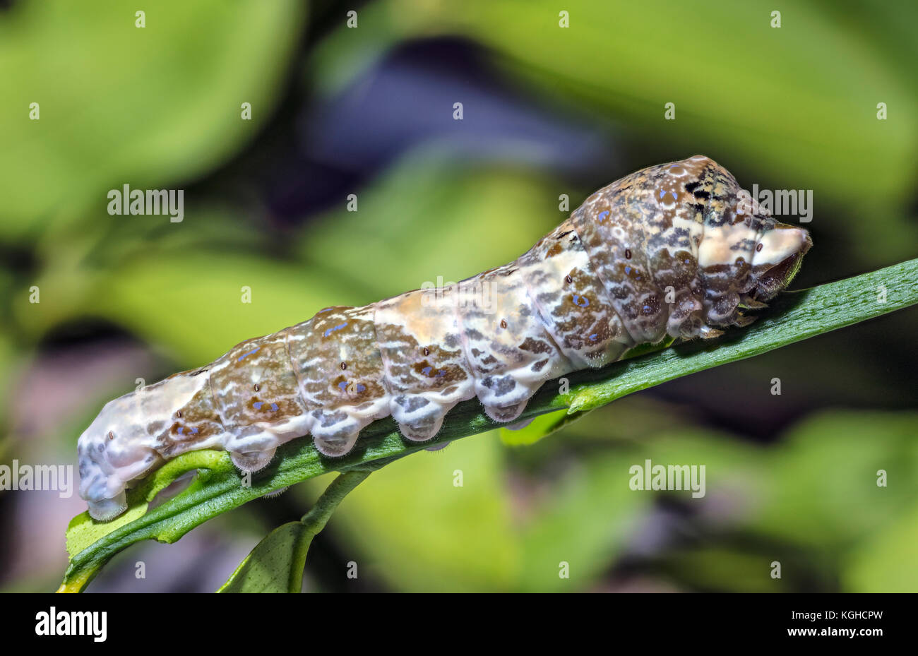 Bird droppings hi-res stock photography and images - Alamy
