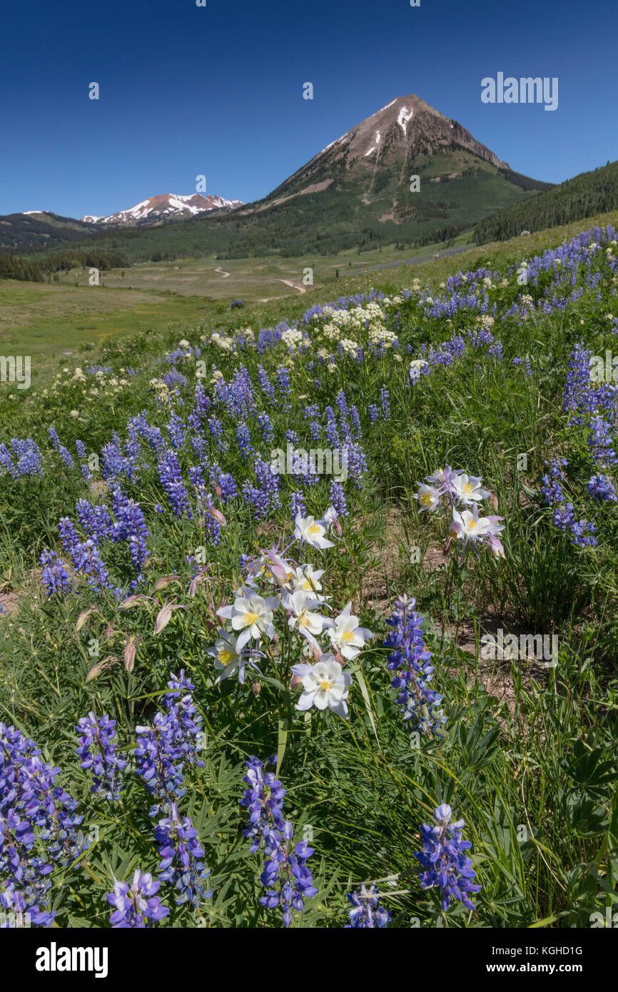 Wildflower Meadow - Lupine & Columbine - Crested Butte, CO Stock Photo ...
