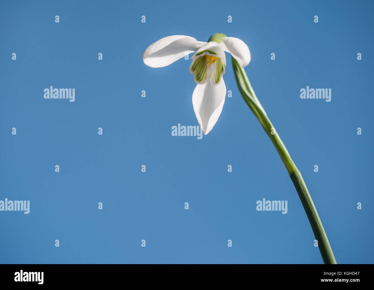 A close-up shot of a single snowdrop shot against a blue sky Stock ...