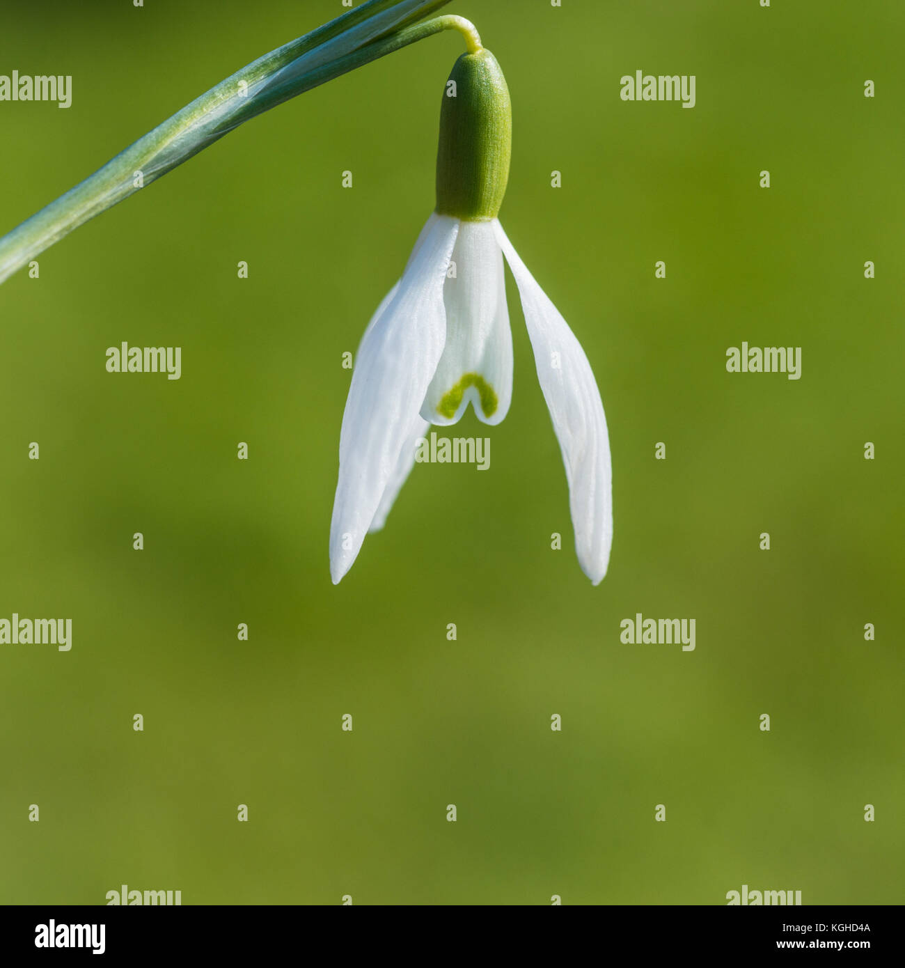 A close-up of a single snowdrop bloom Stock Photo - Alamy