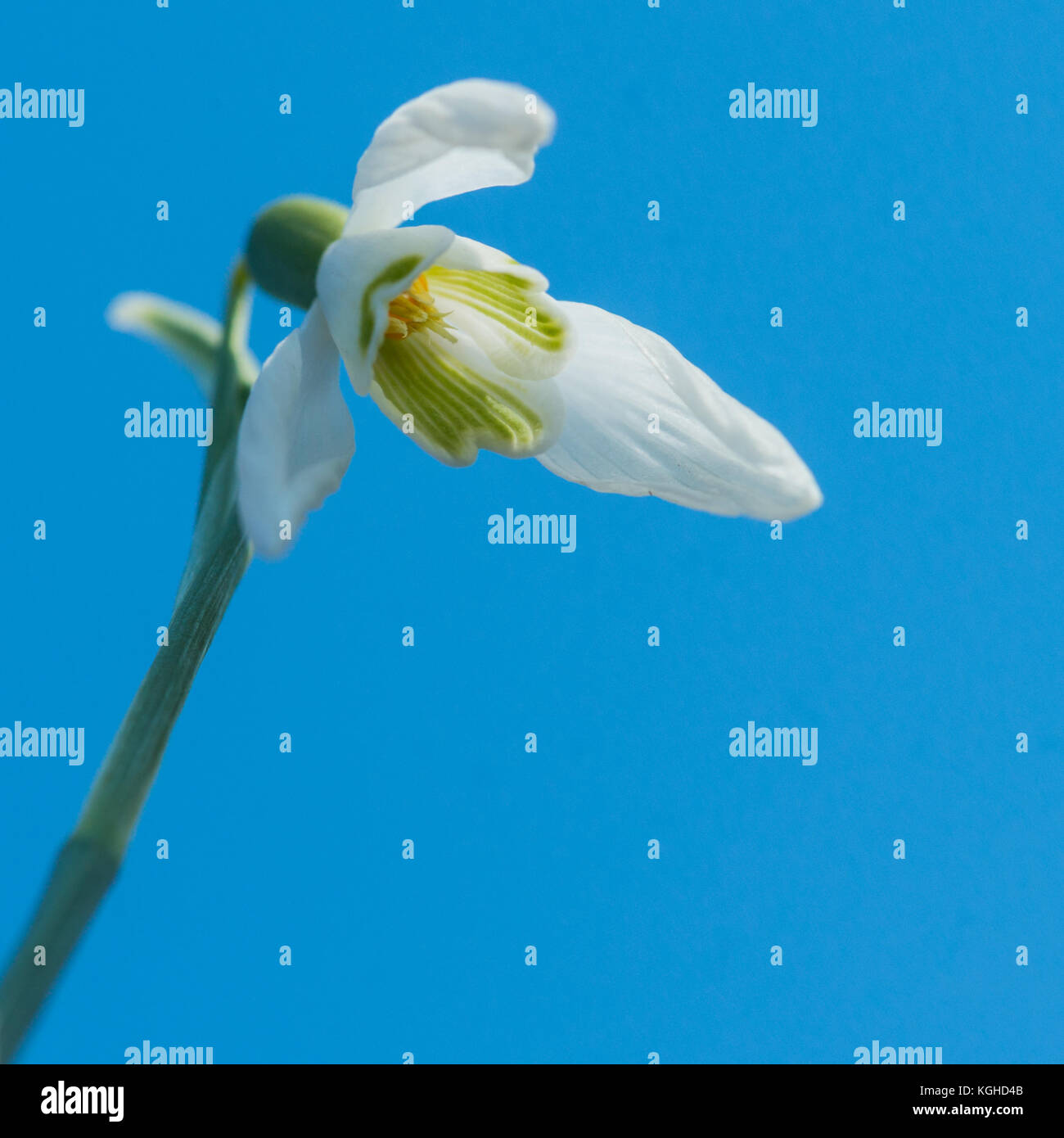 Snowdrop cutout hi-res stock photography and images - Alamy