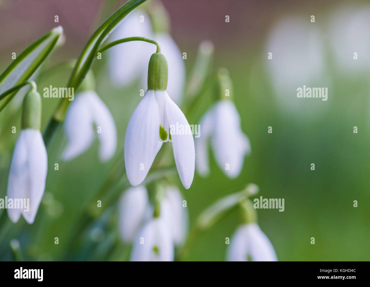A macro shot of a collection of snowdrop blooms Stock Photo - Alamy
