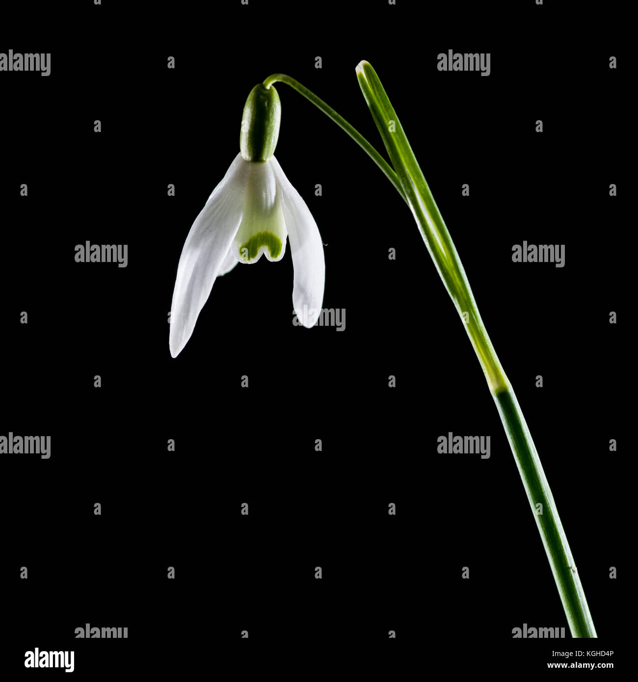 Snowdrop cutout hi-res stock photography and images - Alamy