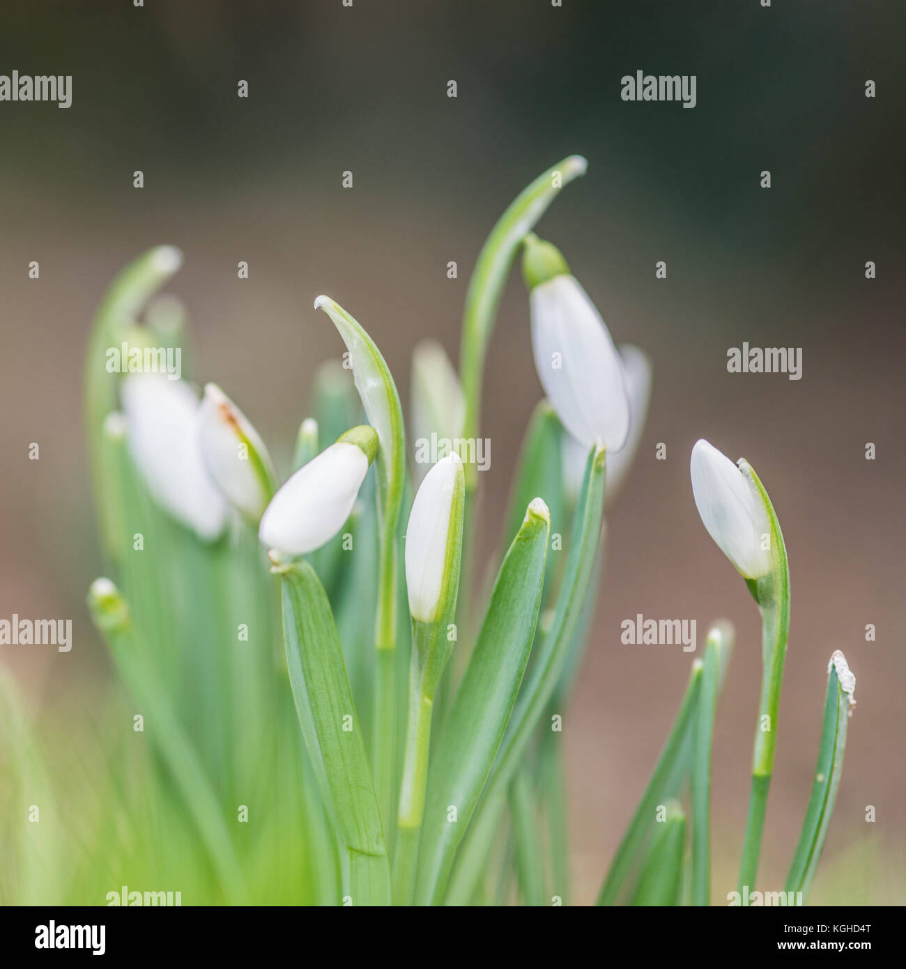 Snowdrop field hi-res stock photography and images - Alamy