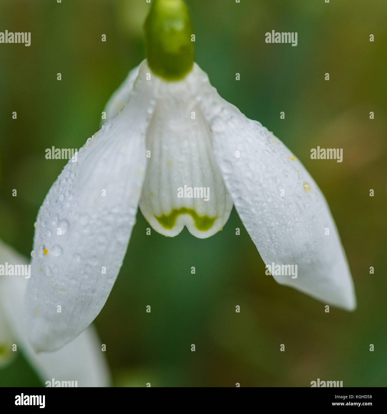 Single snowdrop bud hi-res stock photography and images - Alamy